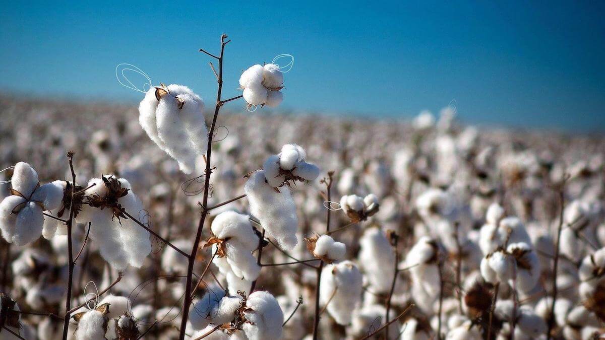 Wat is katoen? Bekijk hier de unieke eigenschappen en voordelen!
